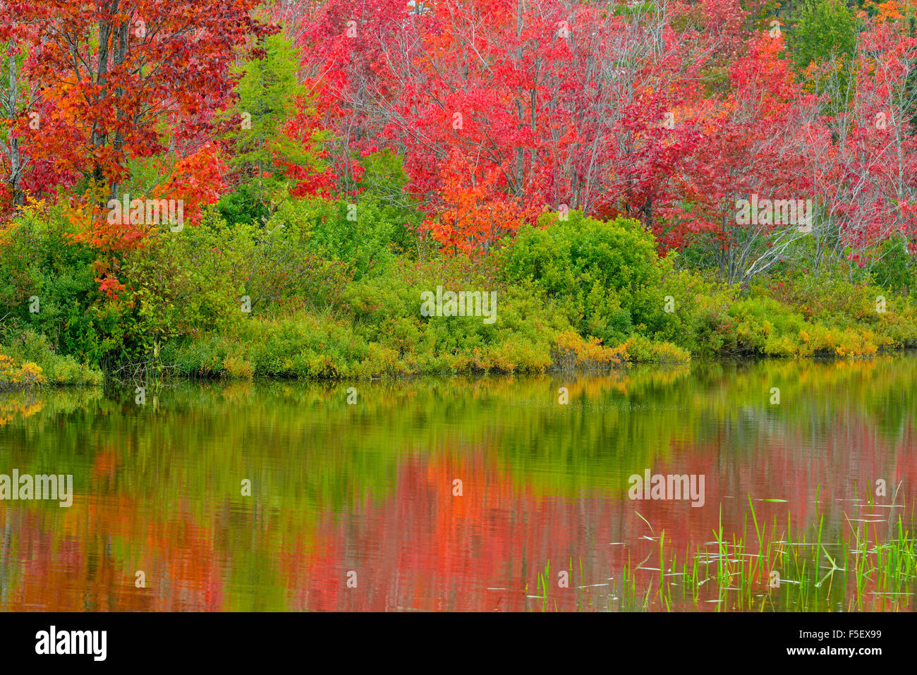 Autumn foliage at the edge of a creek, Lake Superior State Forest, near ...