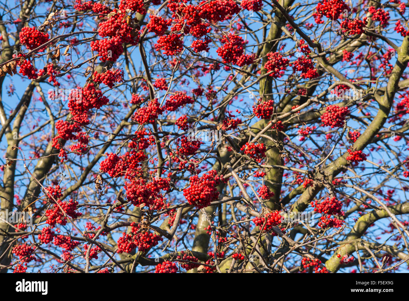 Sorbus, Rowan berries on the tree (outdoors Stock Photo - Alamy