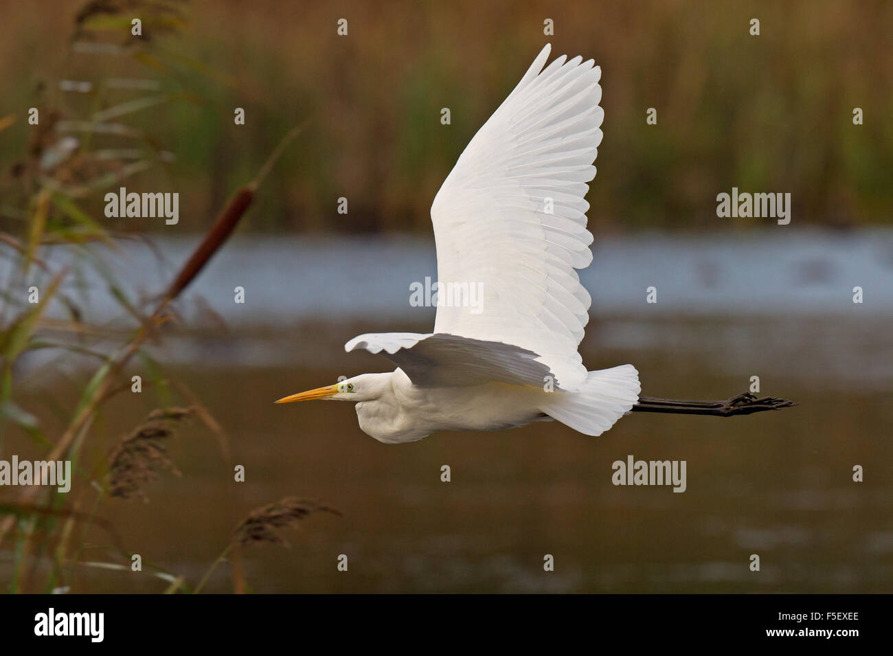 Great White Egret Stock Photo - Alamy