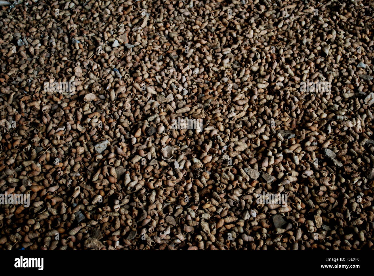 A lot of shells on the beach Halong Bay Vietnam Stock Photo - Alamy