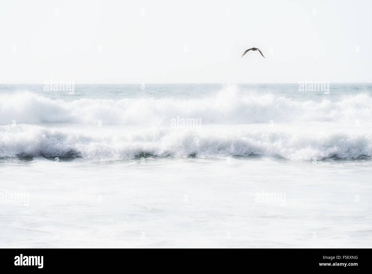 Sea waves with flying seagull Stock Photo - Alamy