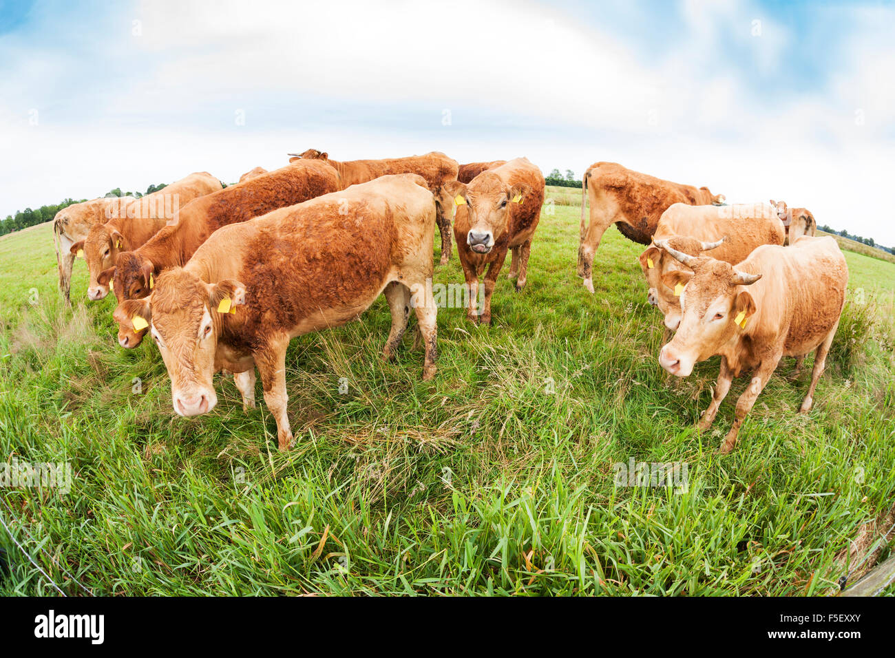 herd of calves on meadow, fish eye view Stock Photo - Alamy