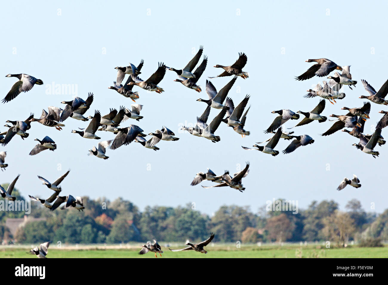 Wild geese in flight Stock Photo - Alamy