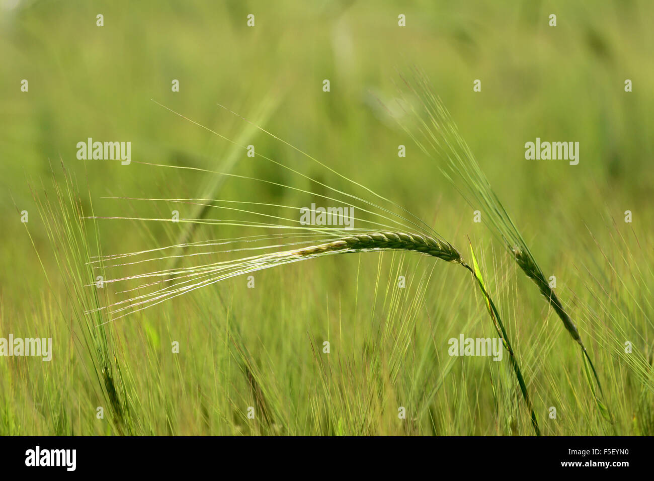 Ears of rye, farming in Poland Stock Photo - Alamy