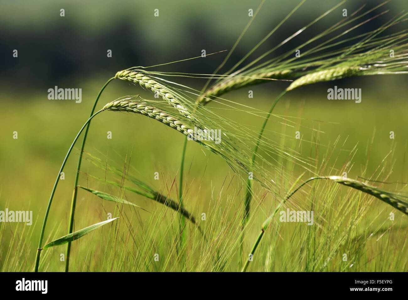 Ears of rye, farming in Poland Stock Photo - Alamy