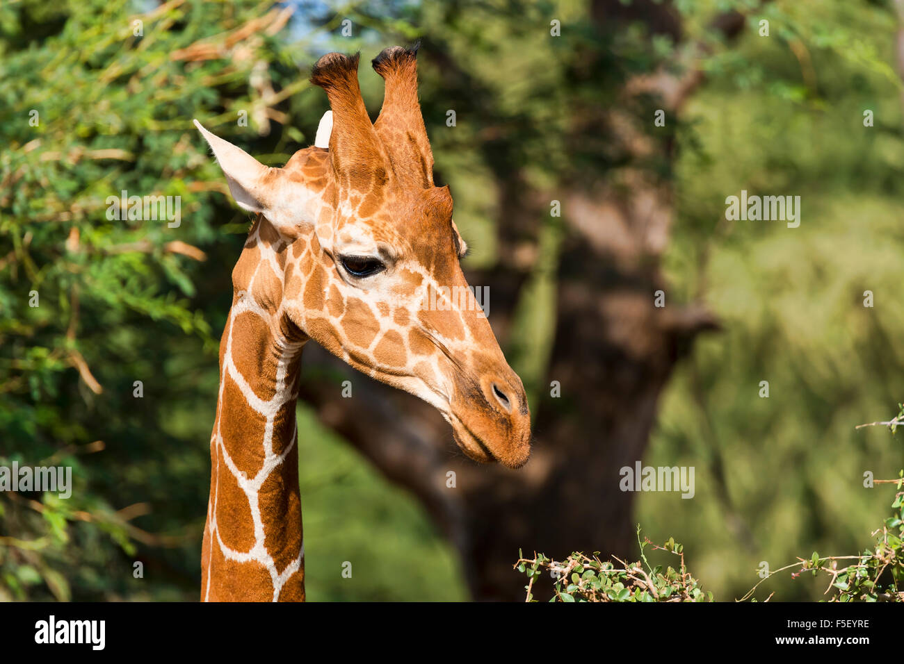 Reticulated giraffe or Somali giraffe (Giraffa reticulata camelopardalis), portrait, Samburu ...