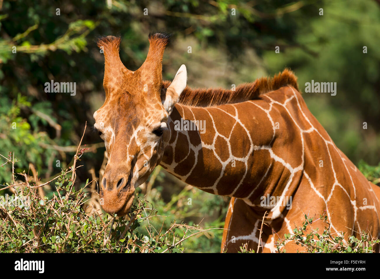 Reticulated giraffe or Somali giraffe (Giraffa reticulata camelopardalis) eating, Samburu ...