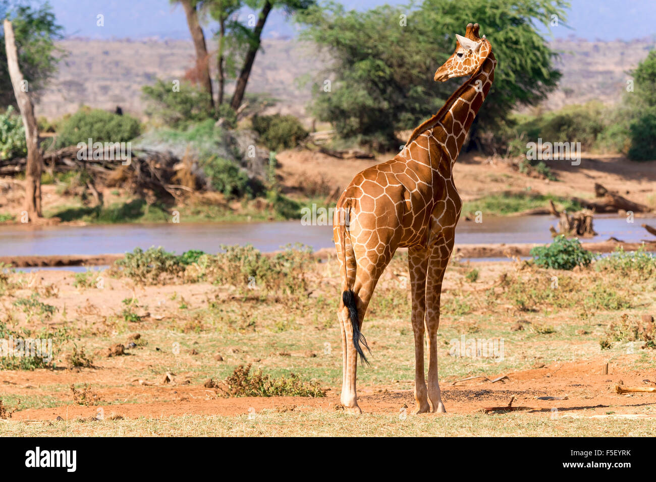 Reticulated giraffe or Somali giraffe (Giraffa reticulata camelopardalis) by river, Samburu ...