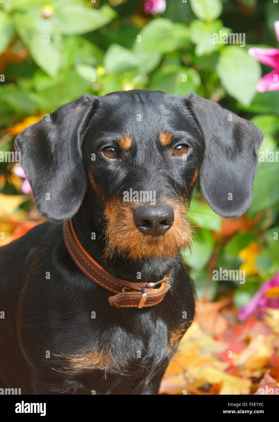 Dachshund, portrait, North Rhine-Westphalia, Germany Stock Photo - Alamy