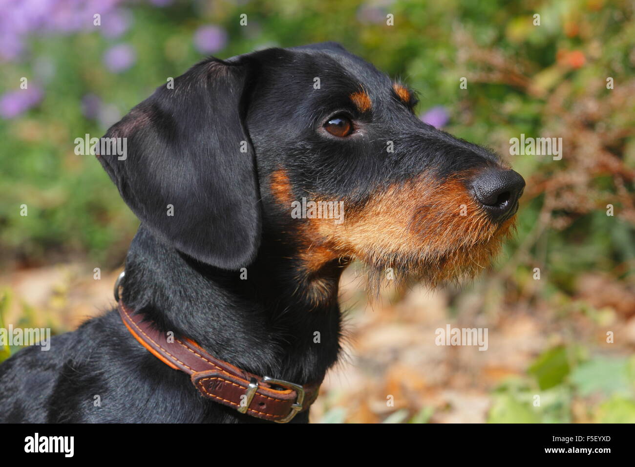Dachshund, portrait, North Rhine-Westphalia, Germany Stock Photo - Alamy
