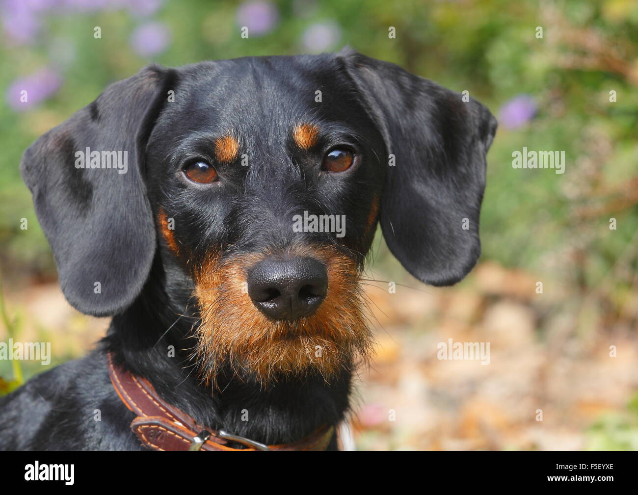 Dachshund, portrait, North Rhine-Westphalia, Germany Stock Photo - Alamy