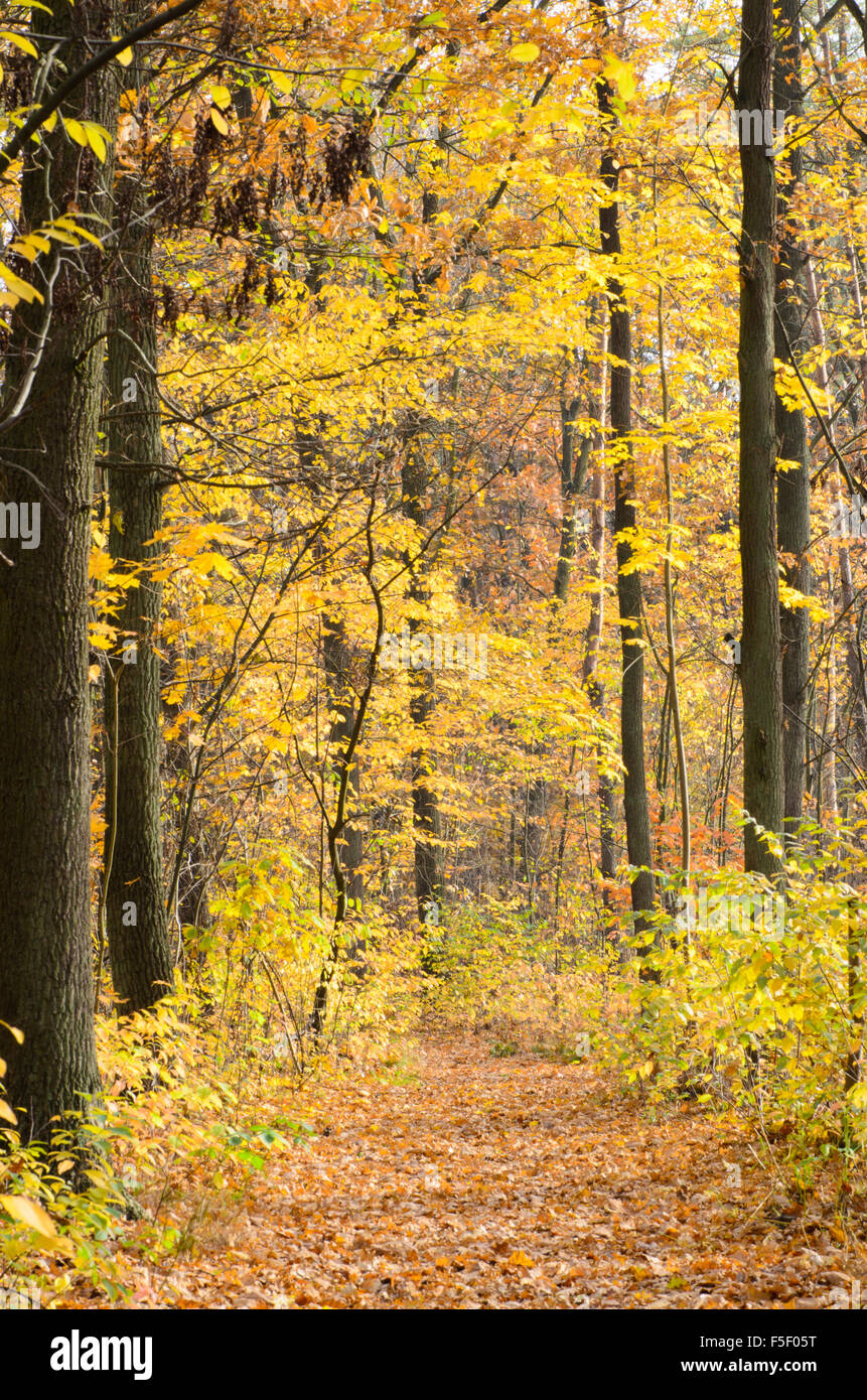 trees in fall forest Stock Photo - Alamy