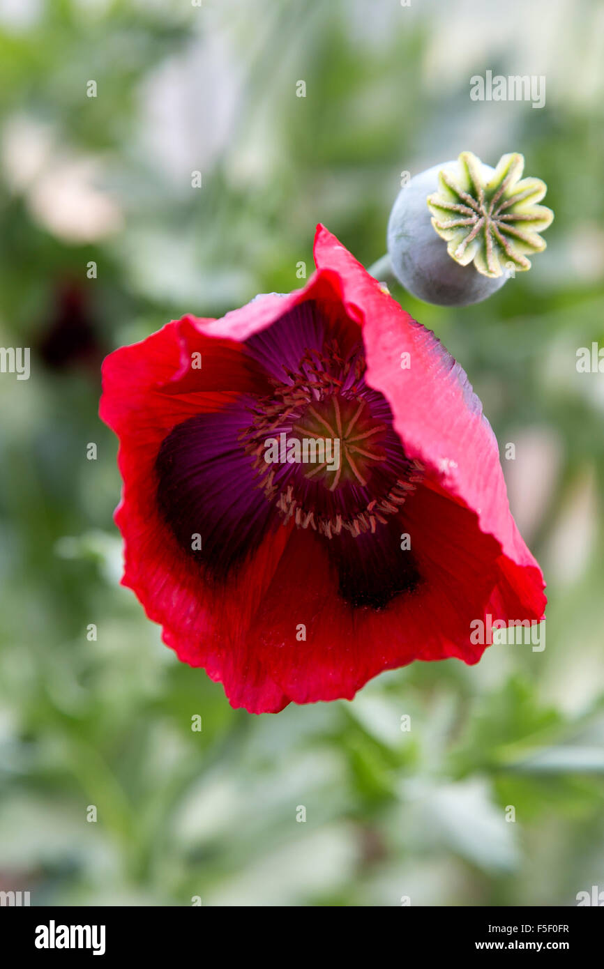 Single red Poppy Stock Photo - Alamy