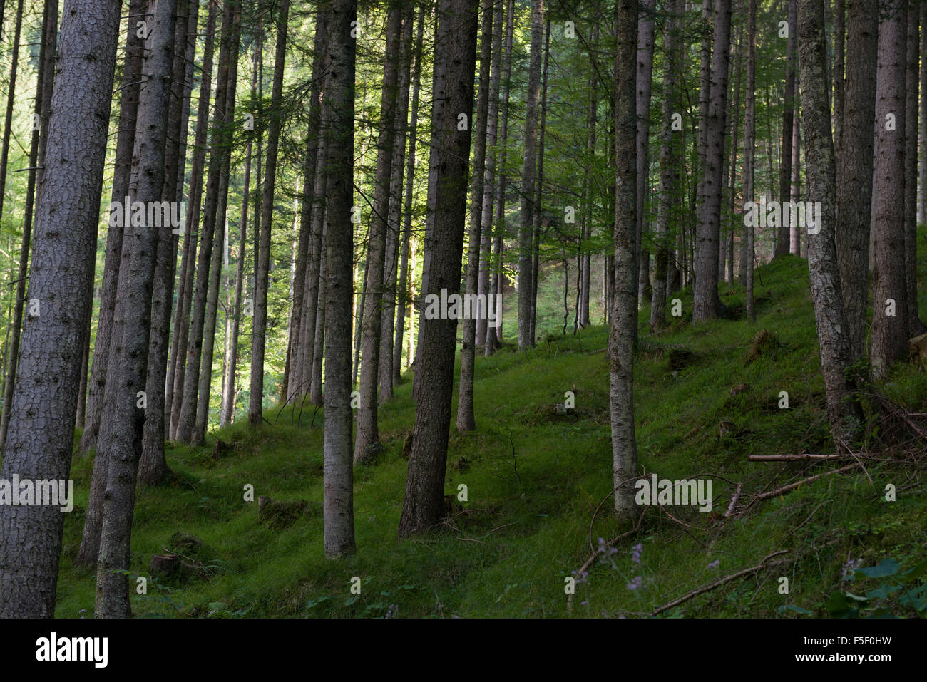 Austrian green mossy wood with white birch trees uphill Stock Photo - Alamy