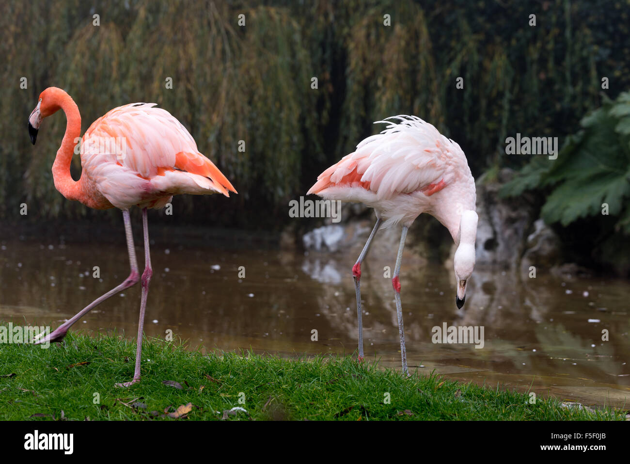 Flamingo land uk hi-res stock photography and images - Alamy
