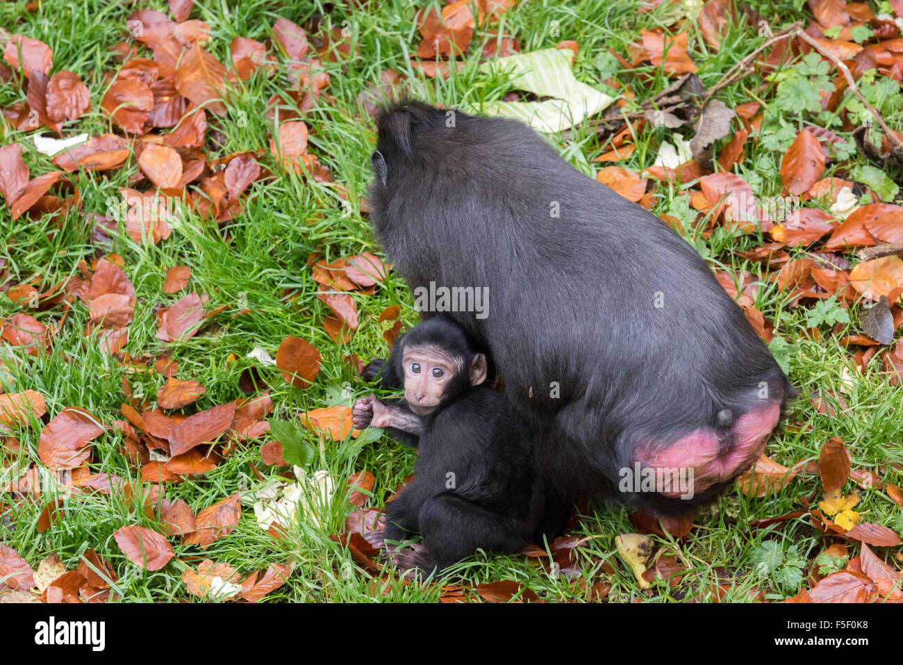 A Female Sulawesi crested macaque with her baby at Dudley Zoo West ...