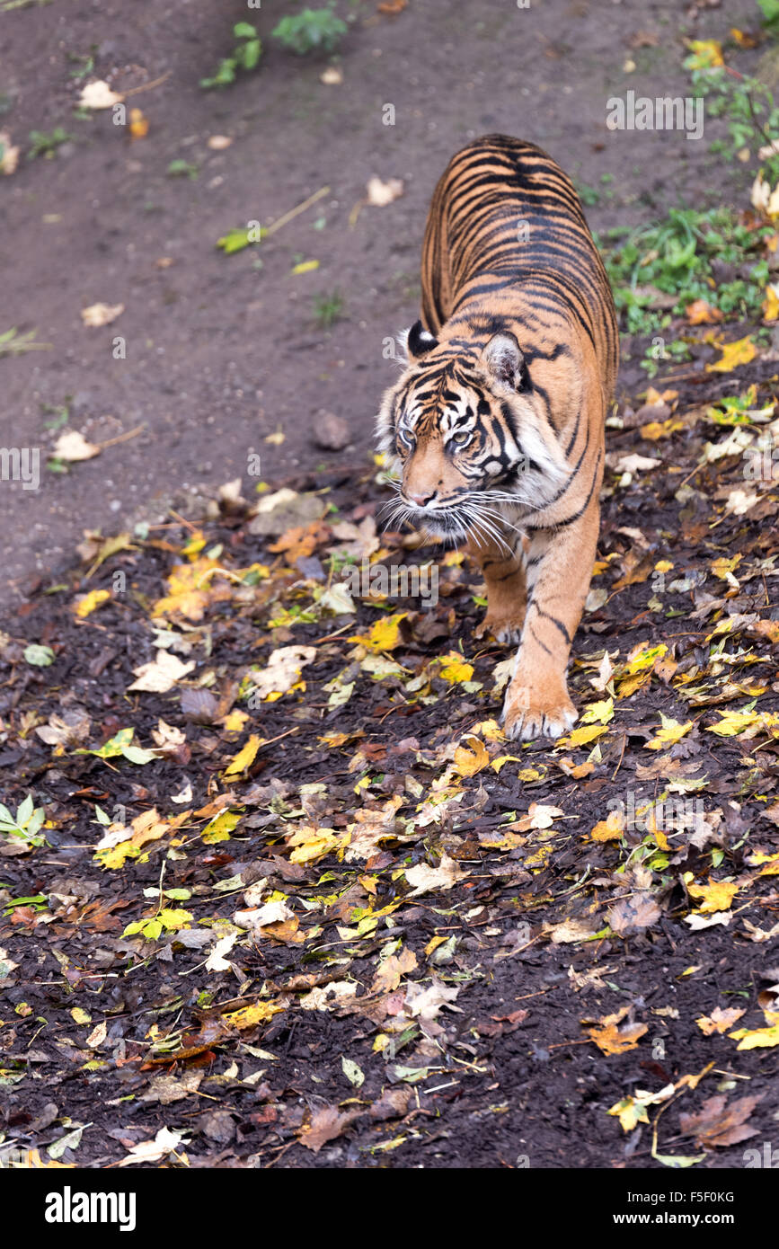 Sunda tiger hi-res stock photography and images - Alamy
