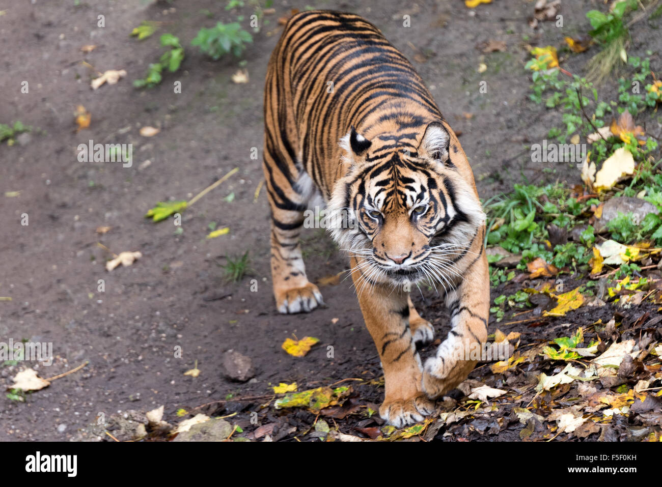 A Sumatran tiger pacing around at Dudley Zoo West Midlands UK Stock ...