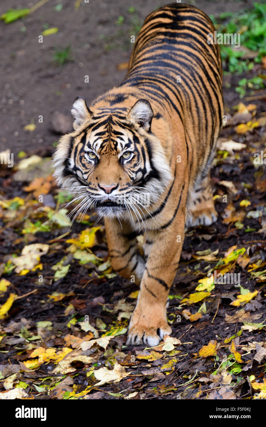 Sunda tiger hi-res stock photography and images - Alamy