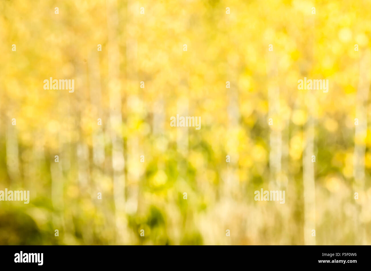 trees in fall forest blurred background Stock Photo - Alamy