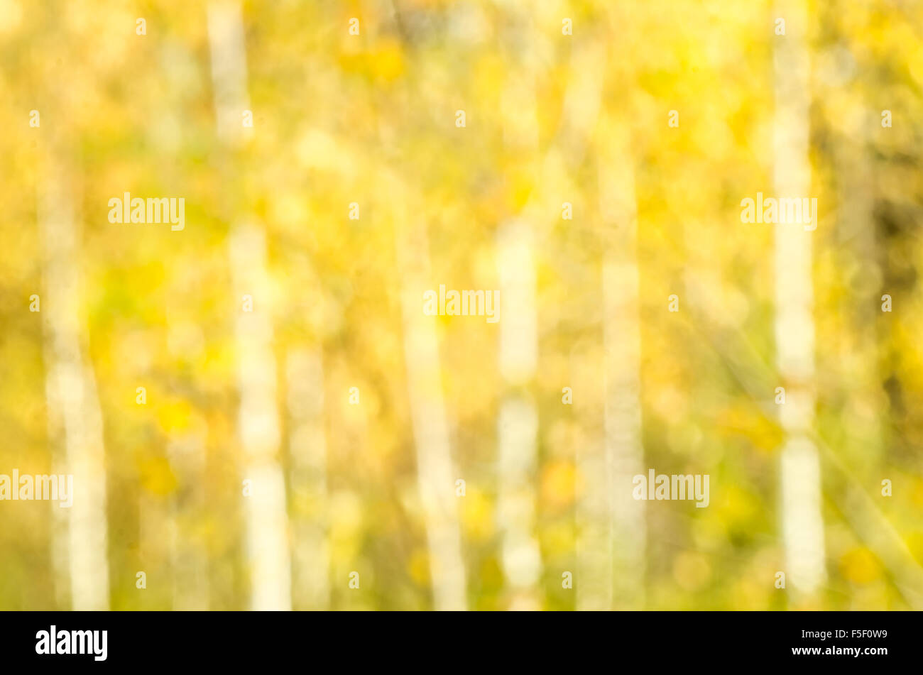 trees in fall forest blurred background Stock Photo - Alamy