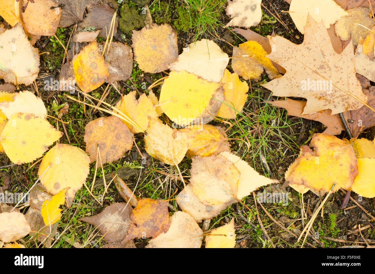 The autumn colors the leaves hi-res stock photography and images - Alamy