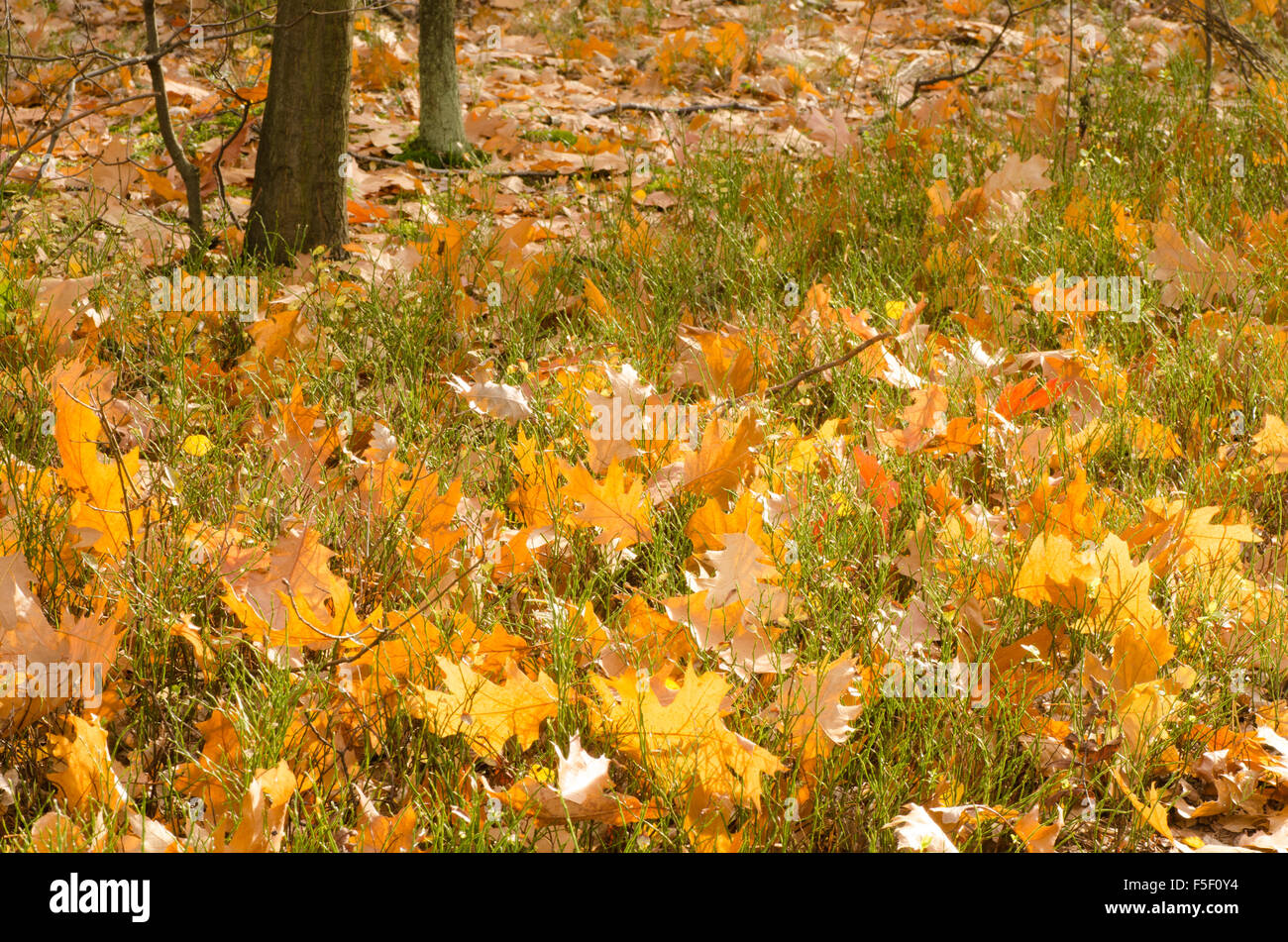 colorful autumn leaves in forest Stock Photo - Alamy