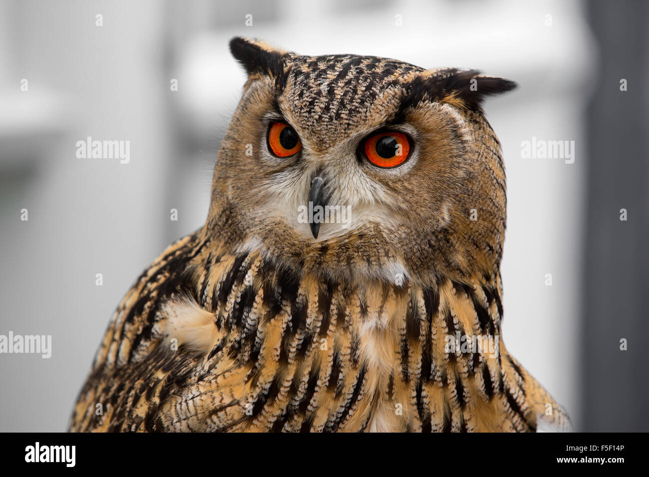 Eagle owls hi-res stock photography and images - Alamy