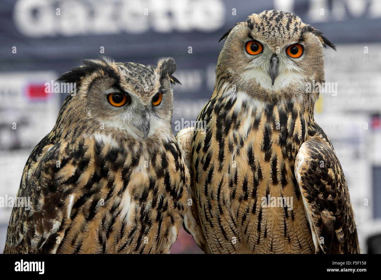 Eagle owls hi-res stock photography and images - Alamy