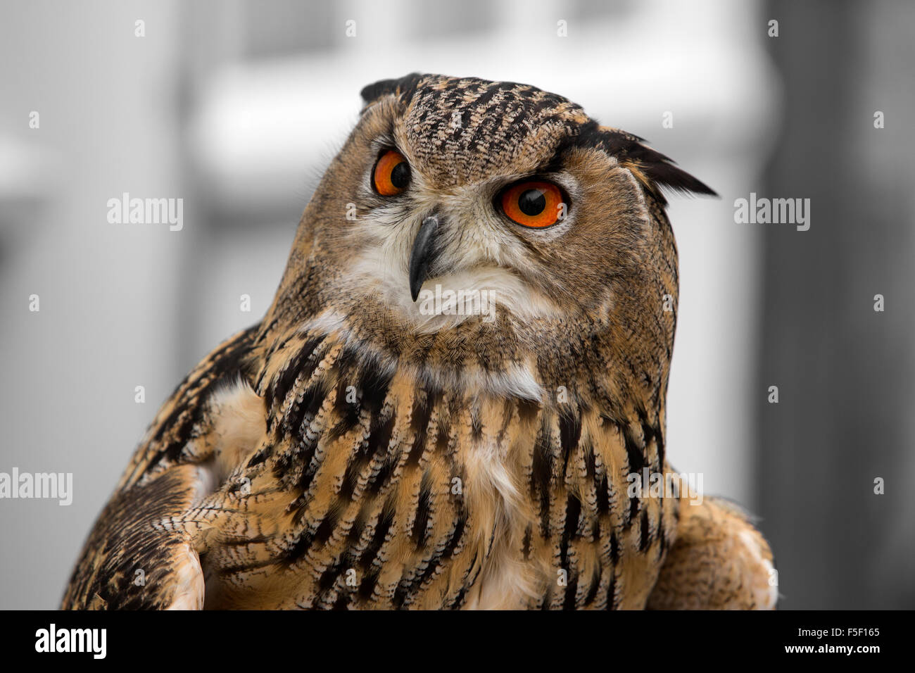 Owls hi-res stock photography and images - Alamy