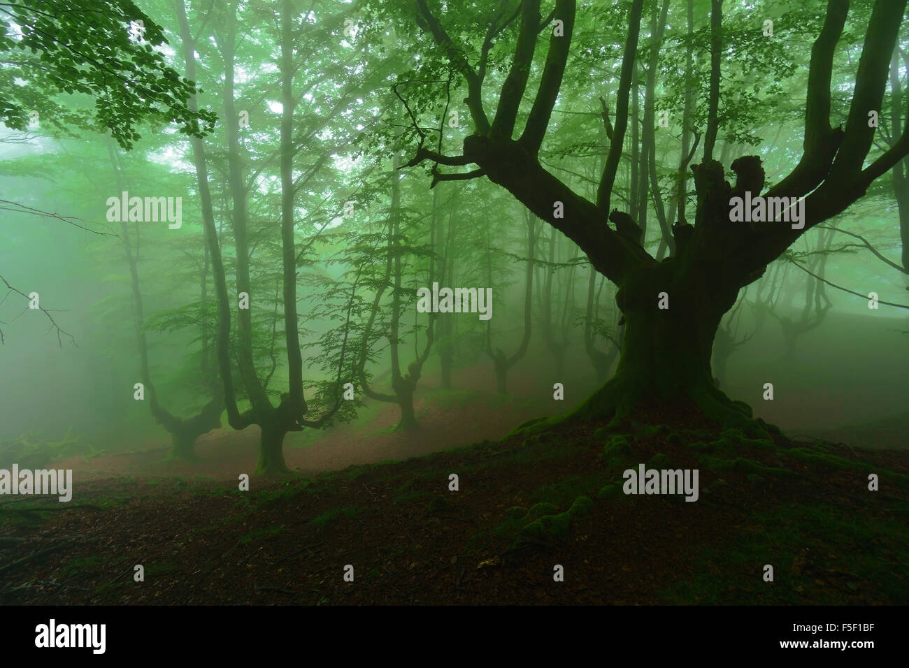Scary forest hi-res stock photography and images - Alamy