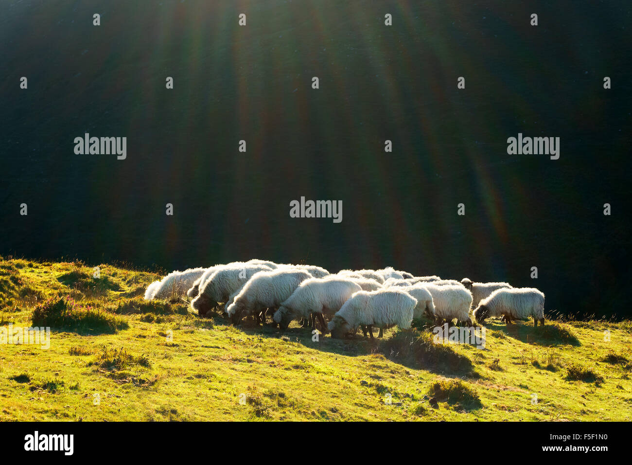 flock of sheep with sun rays Stock Photo - Alamy