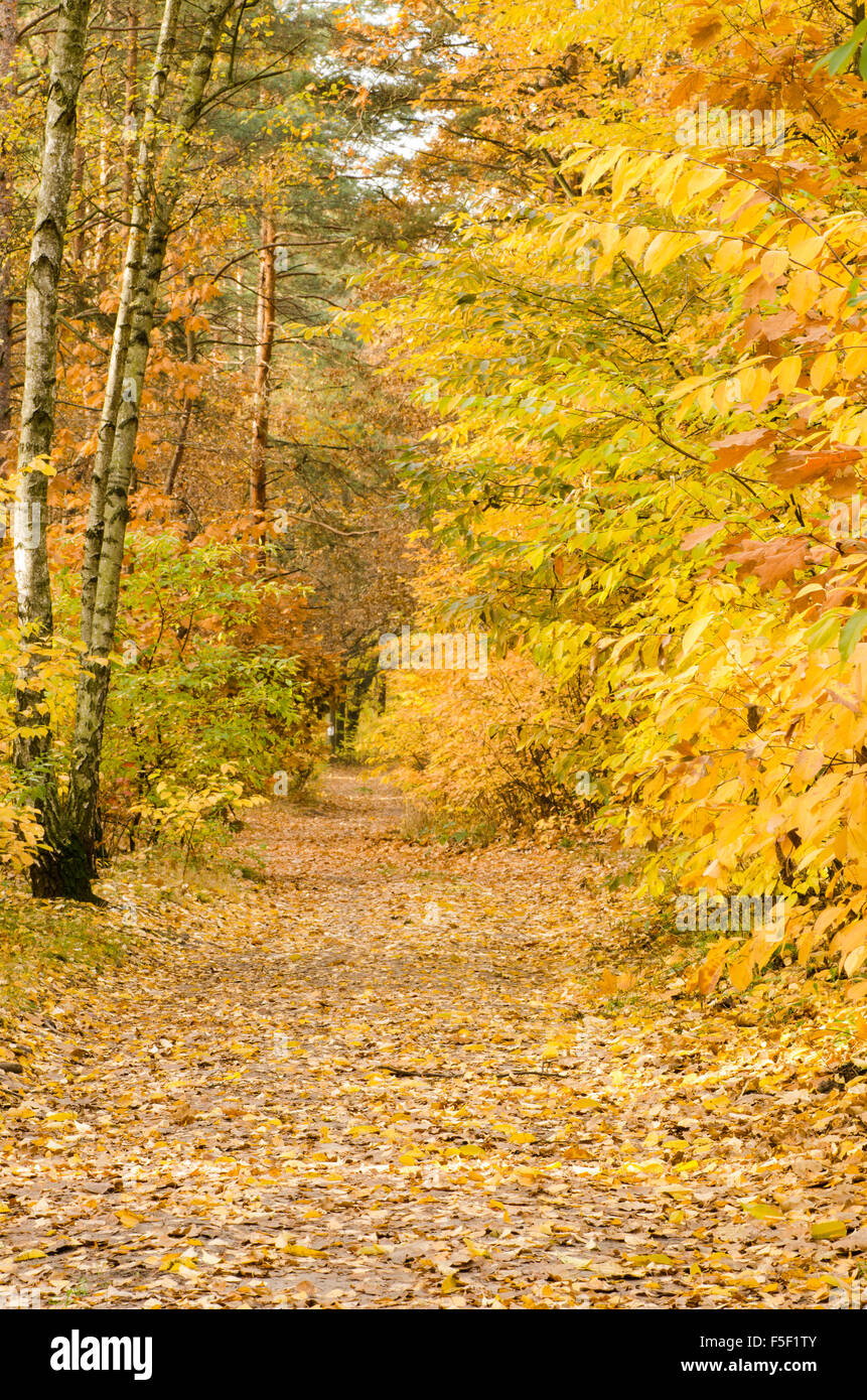 trees in fall forest Stock Photo - Alamy