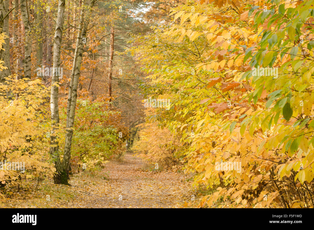 trees in fall forest Stock Photo - Alamy
