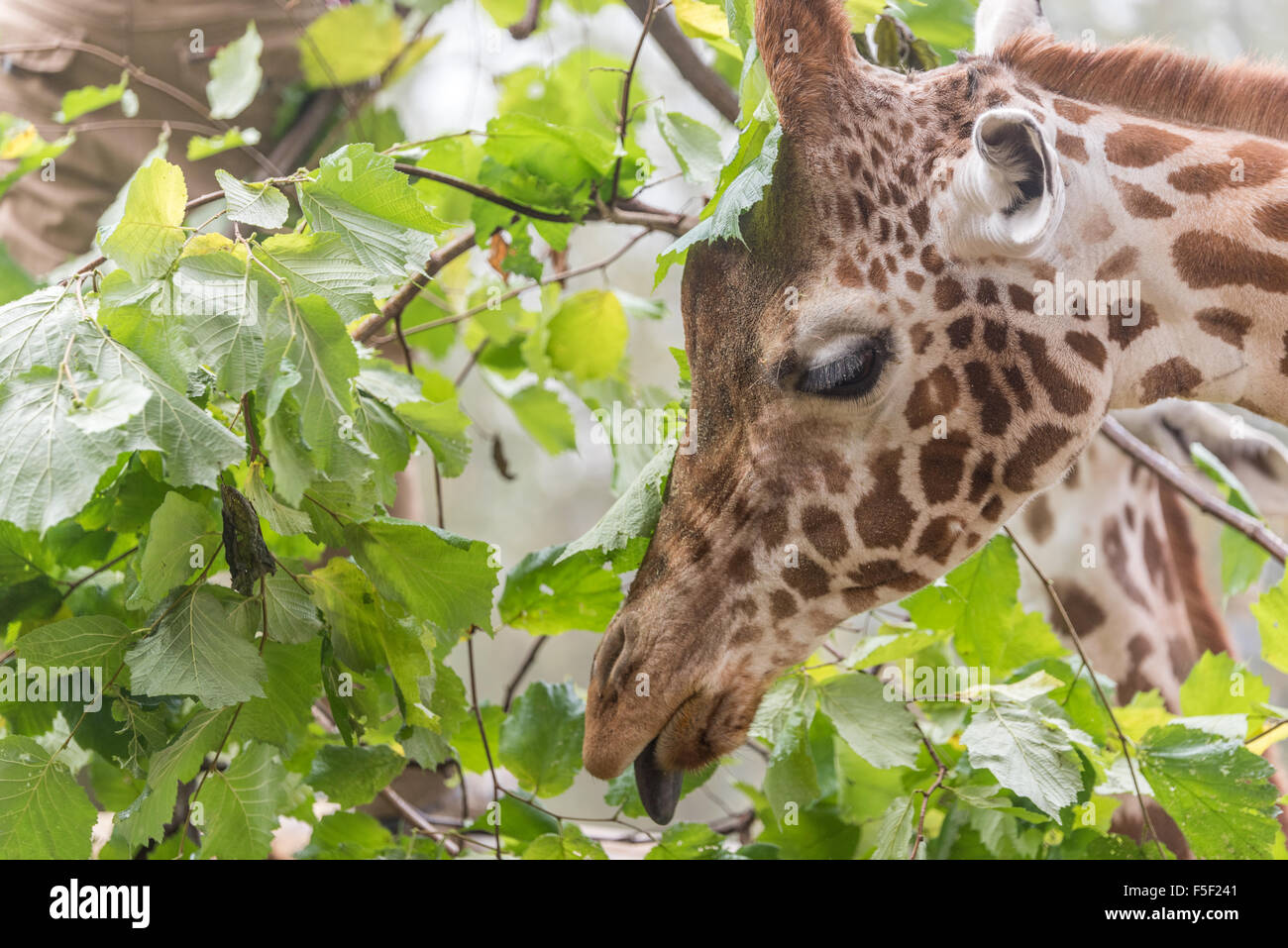 Giraffes Eating Leaves