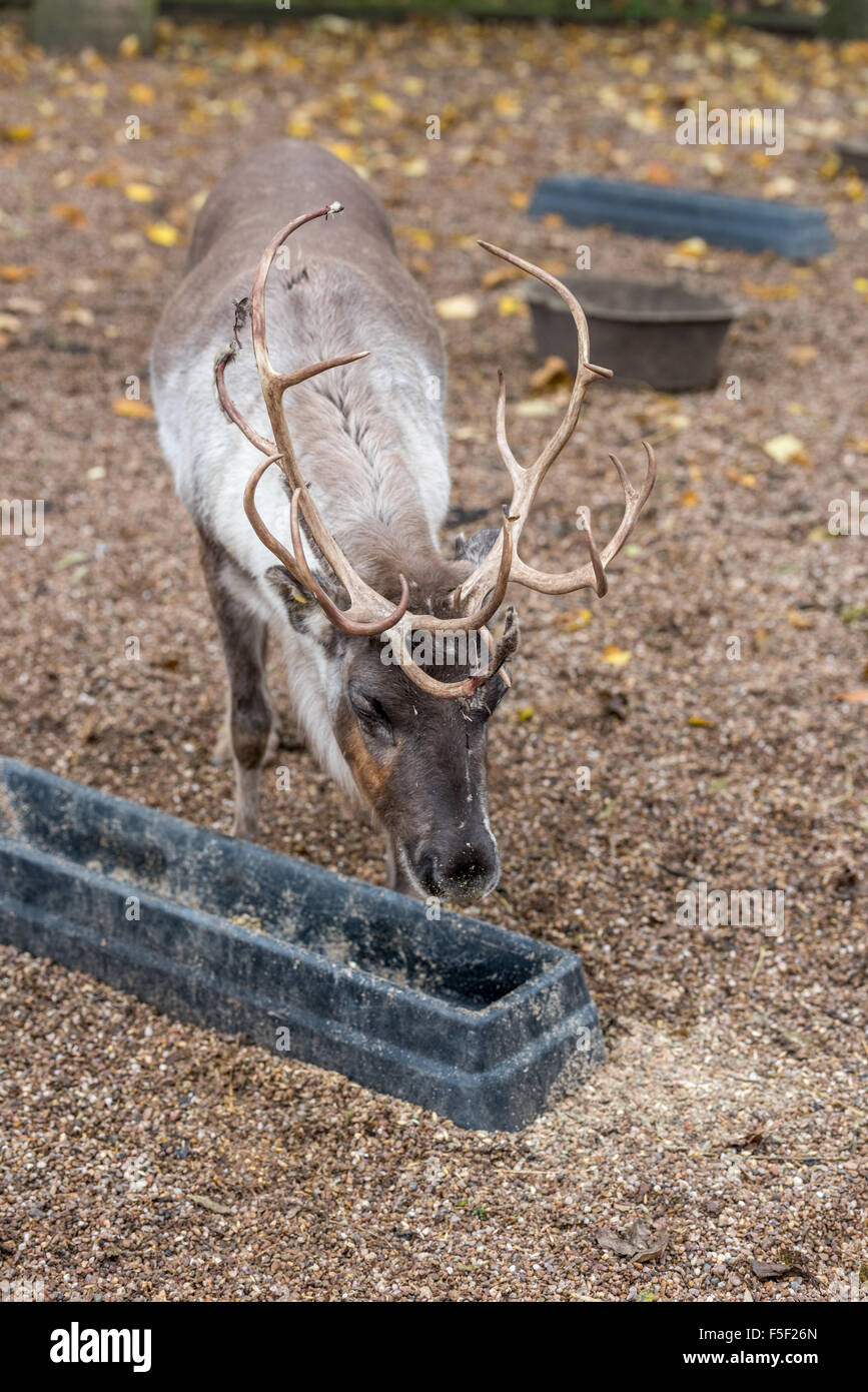 Reindeer at Dudley Zoo West Midlands UK Stock Photo - Alamy