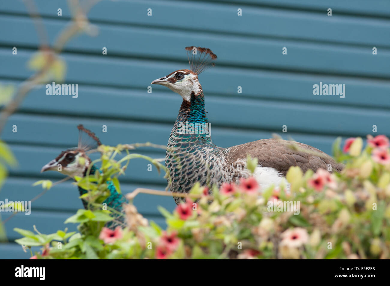 Two peacocks standing on a colorful bush in front of a blue wall Stock ...