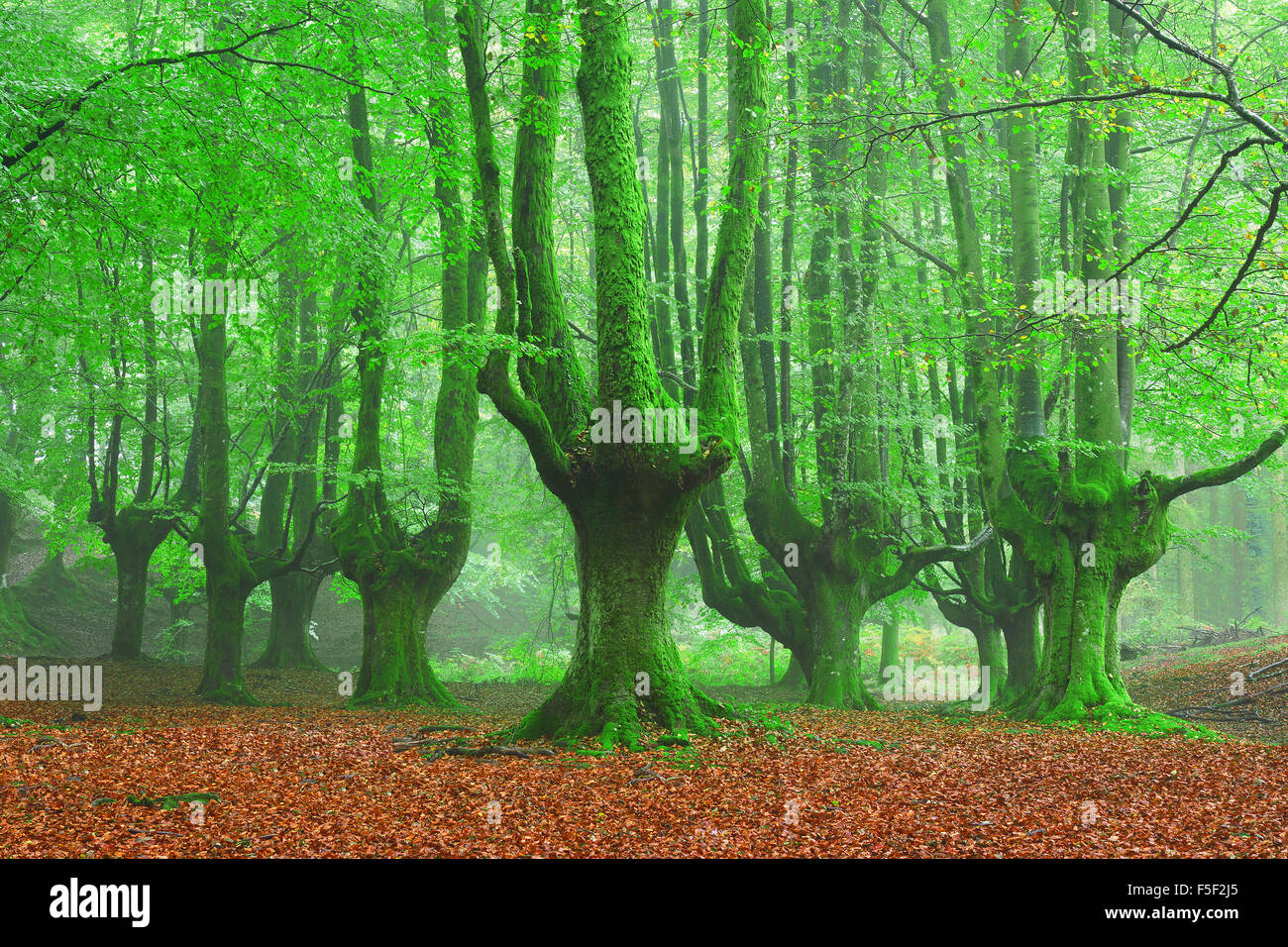 vivid green forest in spring Stock Photo - Alamy