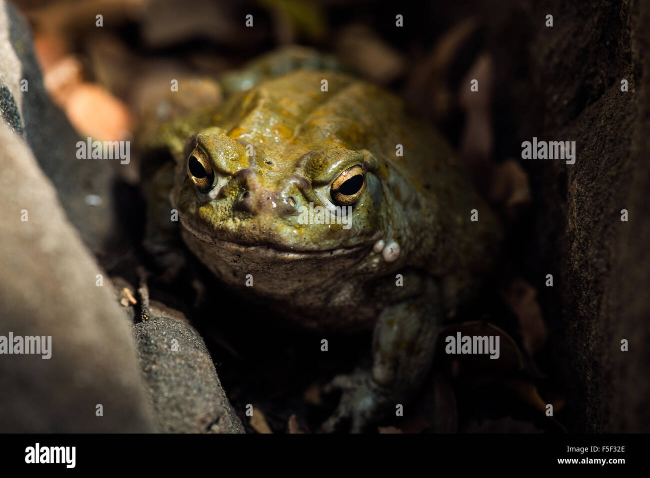 A Sonoran desert toad staring angrily toward the camera Stock Photo - Alamy