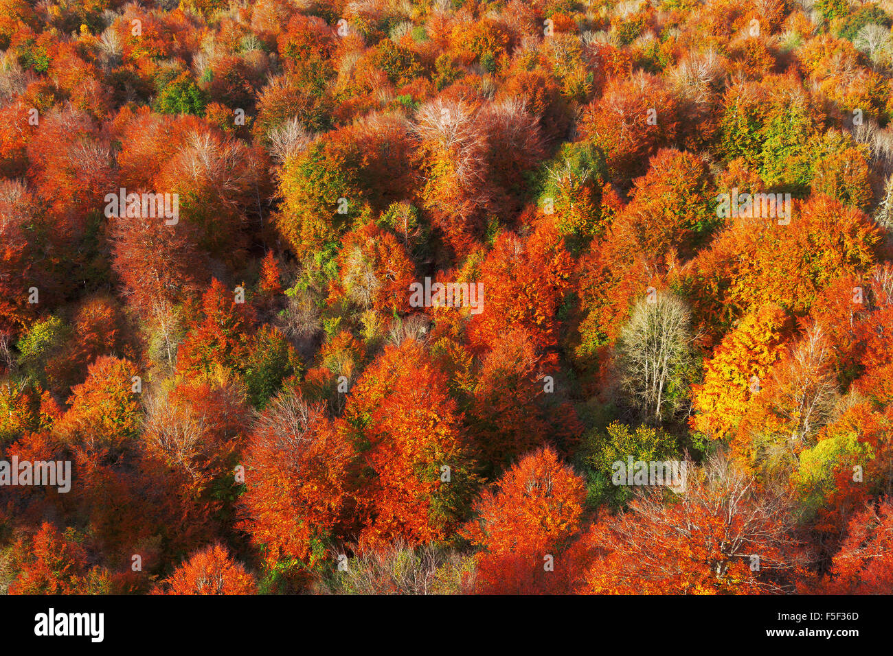 background of autumnal trees texture pattern Stock Photo - Alamy