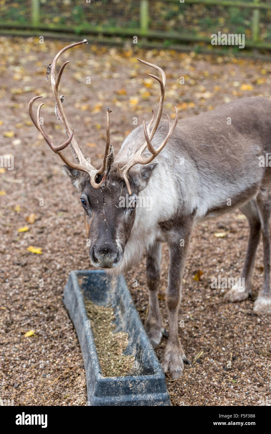 Reindeer at Dudley Zoo West Midlands UK Stock Photo - Alamy