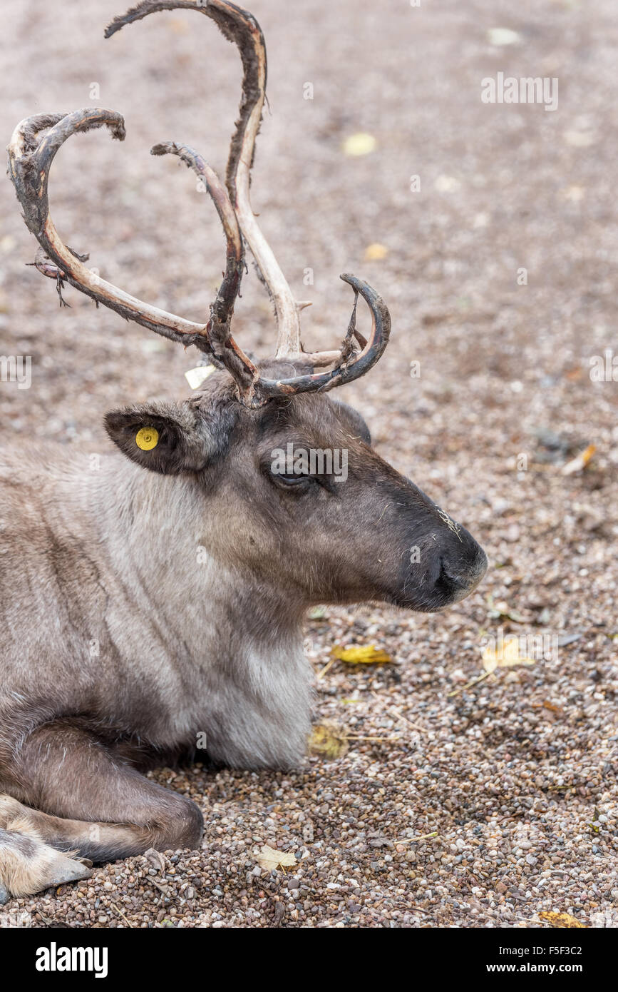 Reindeer at Dudley Zoo West Midlands UK Stock Photo - Alamy