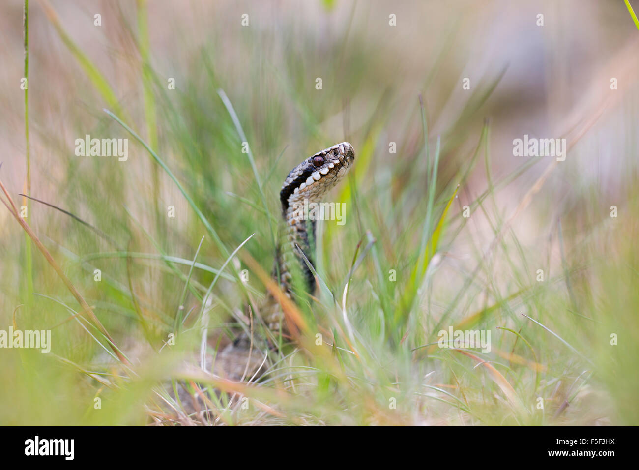 Adder snake hi-res stock photography and images - Alamy