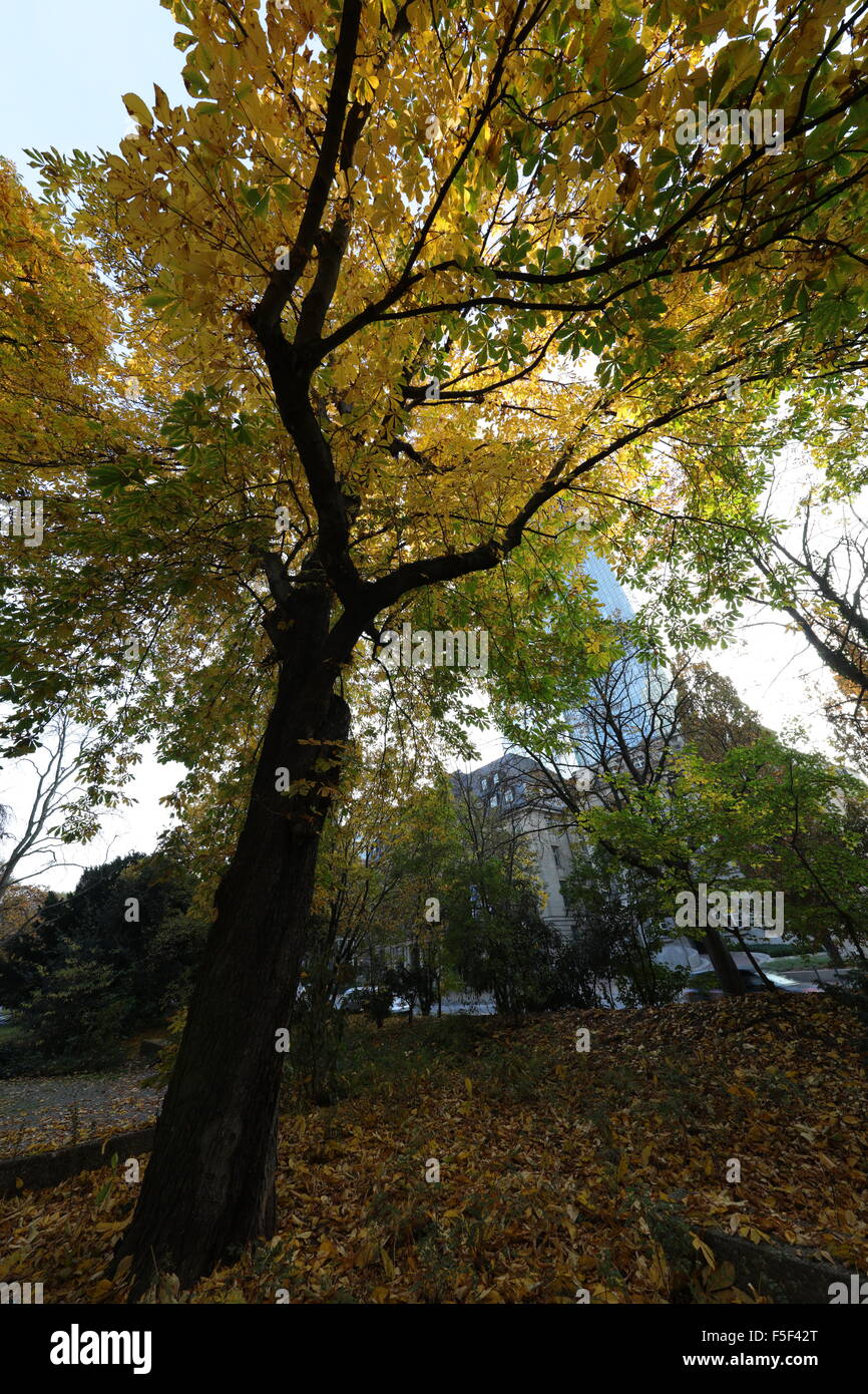 Ultrawideangle of Tree in Fall Stock Photo - Alamy