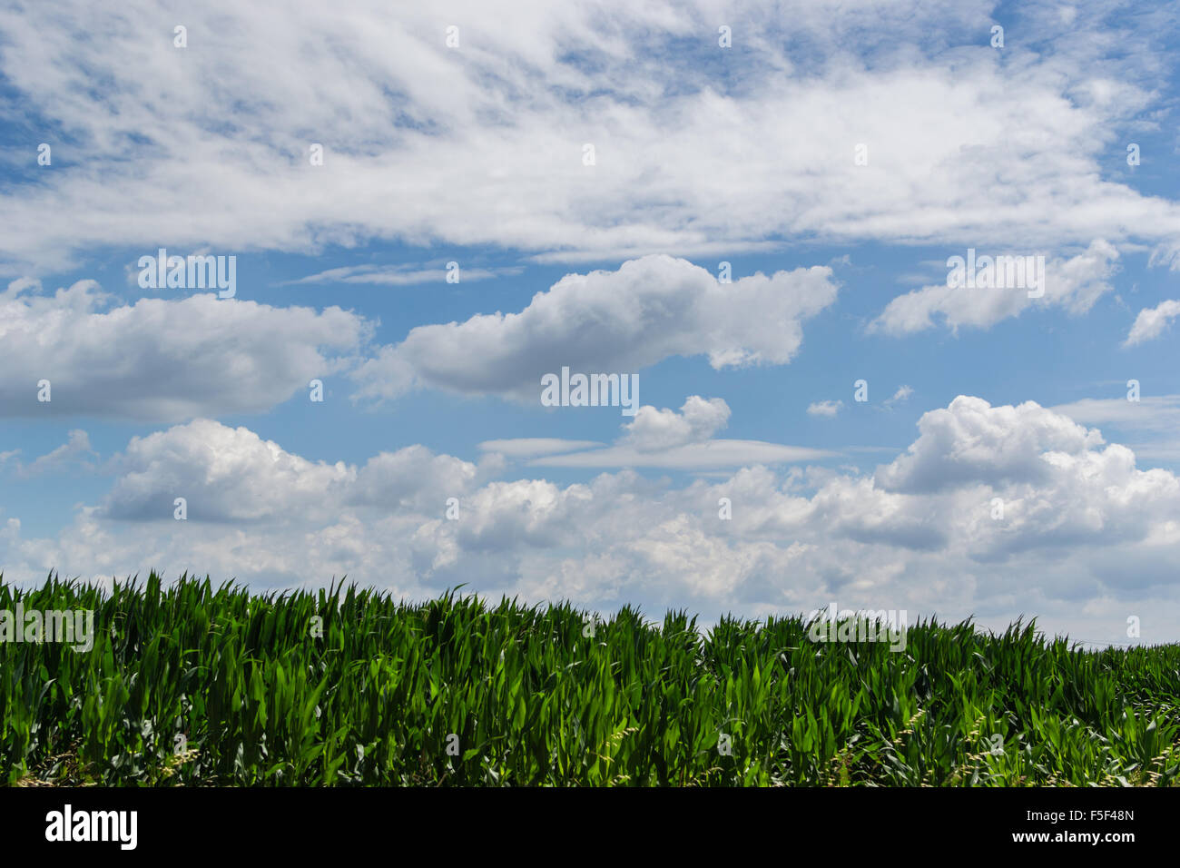 Corn field on a summer day Stock Photo - Alamy