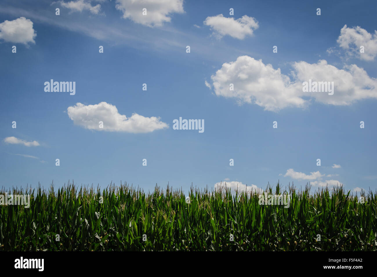 Corn field on a summer day Stock Photo - Alamy