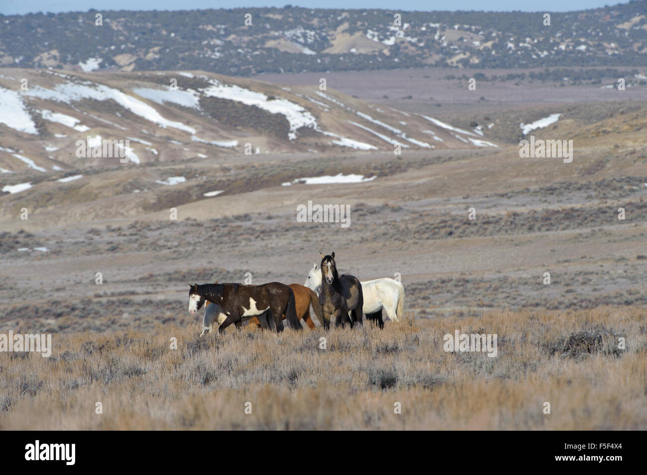 Wild horse - Mustang- (equus caballus), Sand Wash Basin, Colorado, USA ...
