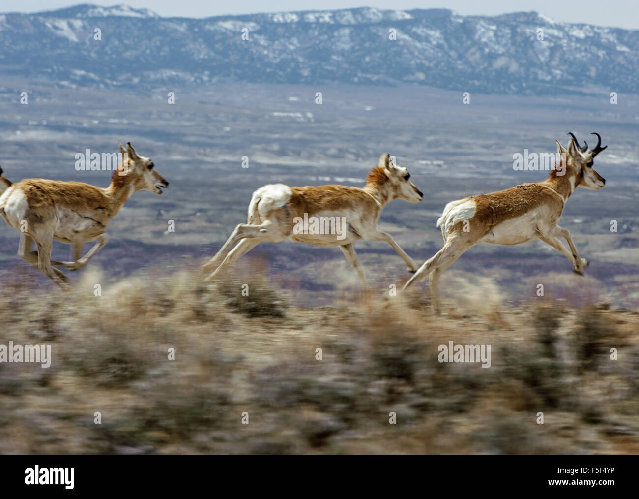 Pronghorn Antelope (Antilocapra americana), Sand Wash Basin, Colorado ...