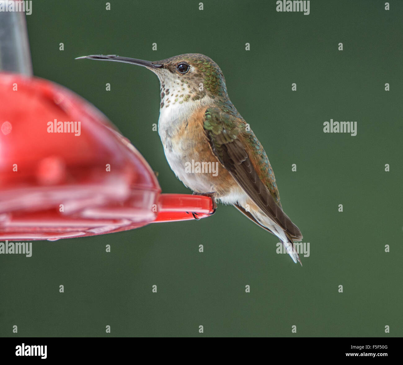 Rufous Hummingbird (Selasphorus rufus), Gabriola Island, British ...