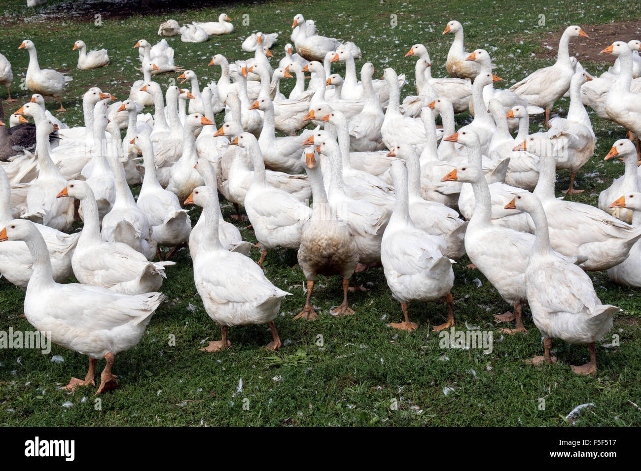 Goose farm in the Dordogne Stock Photo - Alamy
